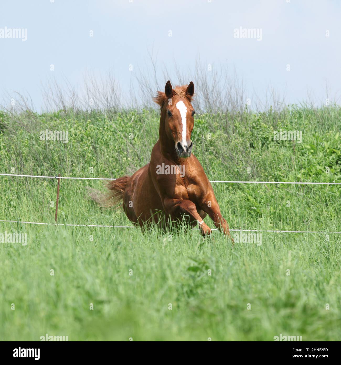 Beautiful chestnut Budyonny horse running in the grass Stock Photo - Alamy