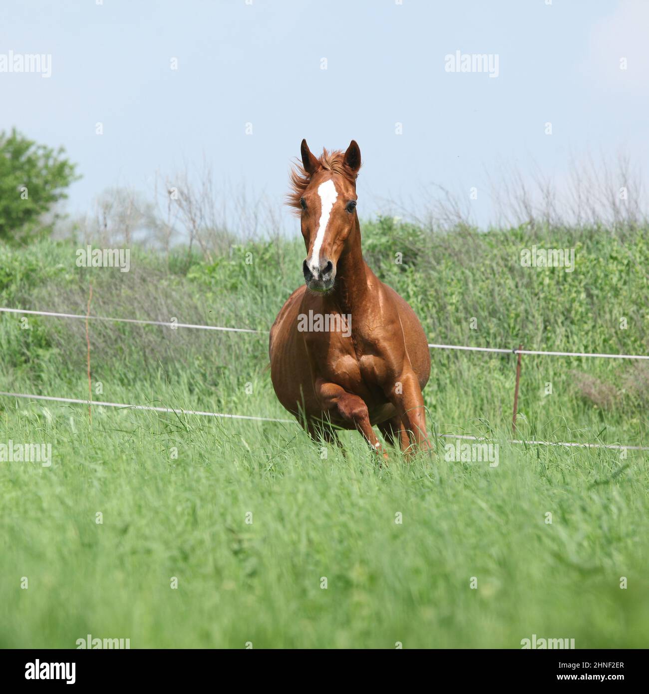 Beautiful chestnut Budyonny horse running in the grass Stock Photo - Alamy
