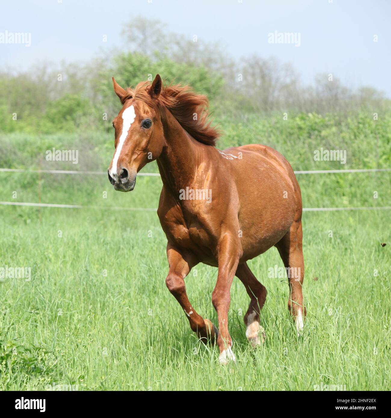 Beautiful chestnut Budyonny horse running in the grass Stock Photo - Alamy