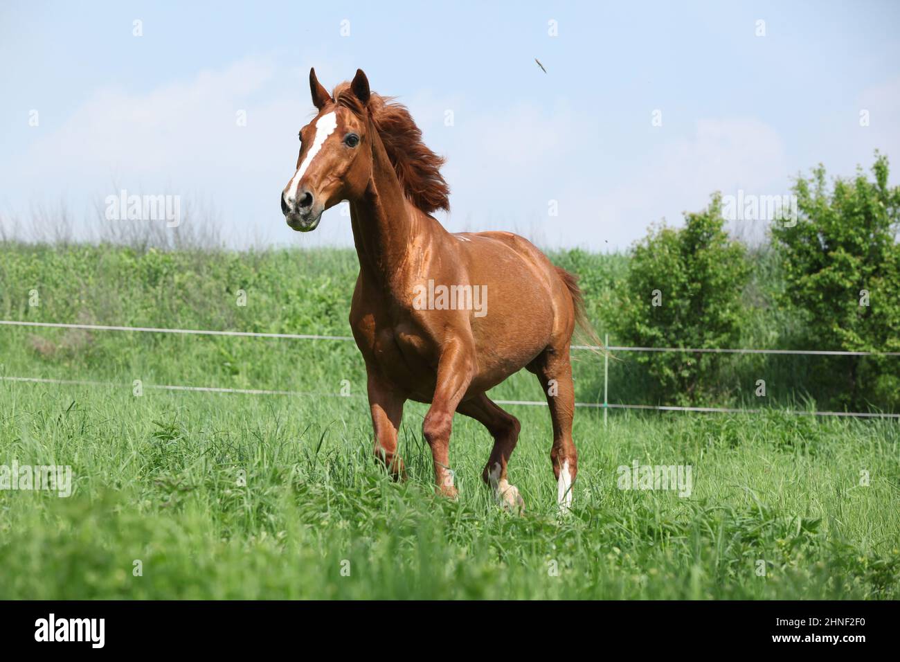 Beautiful chestnut Budyonny horse running in the grass Stock Photo - Alamy