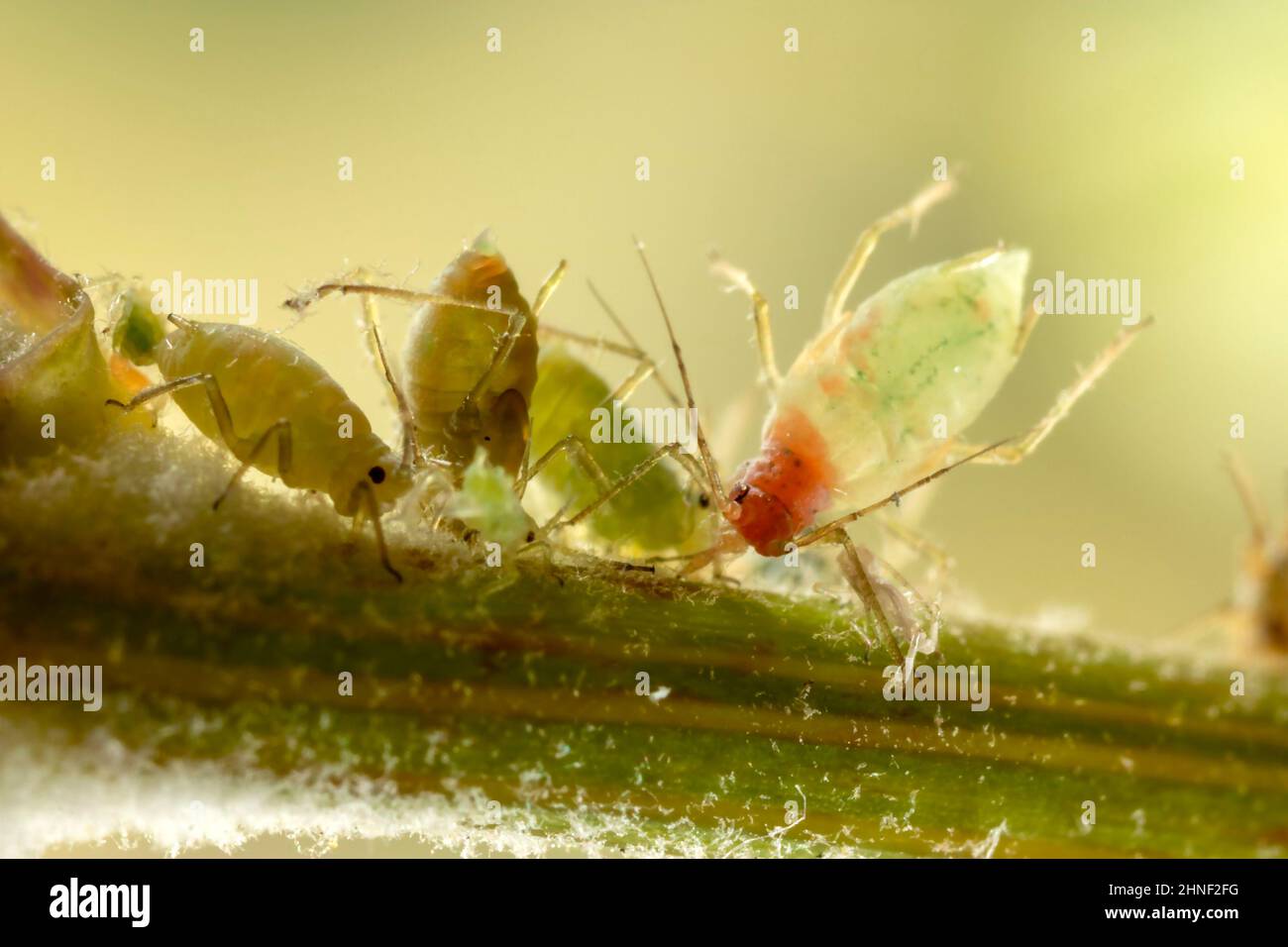 Stem infestation hi-res stock photography and images - Alamy