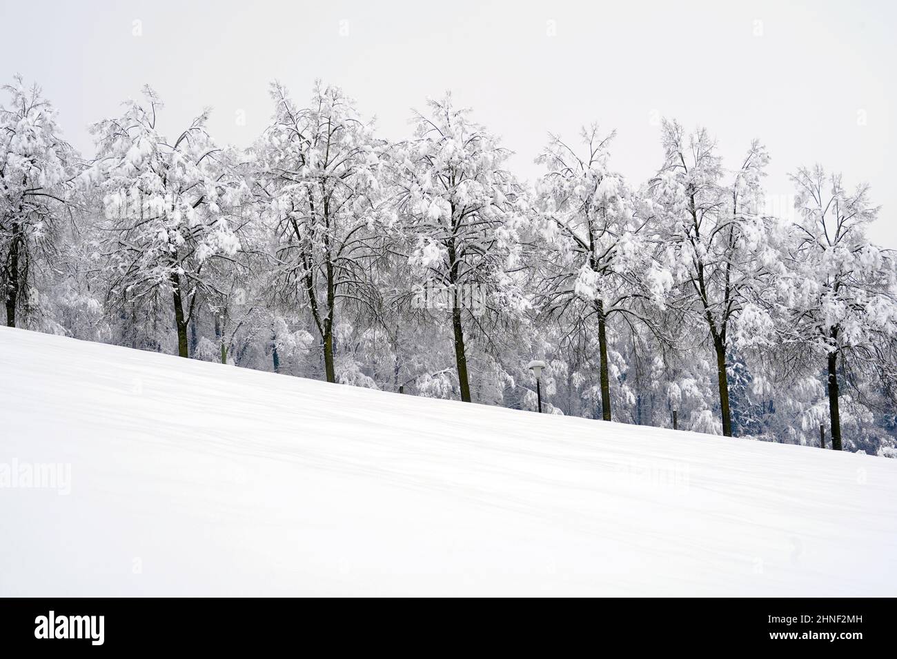 Deciduous trees in winter heavily covered with snow Stock Photo - Alamy