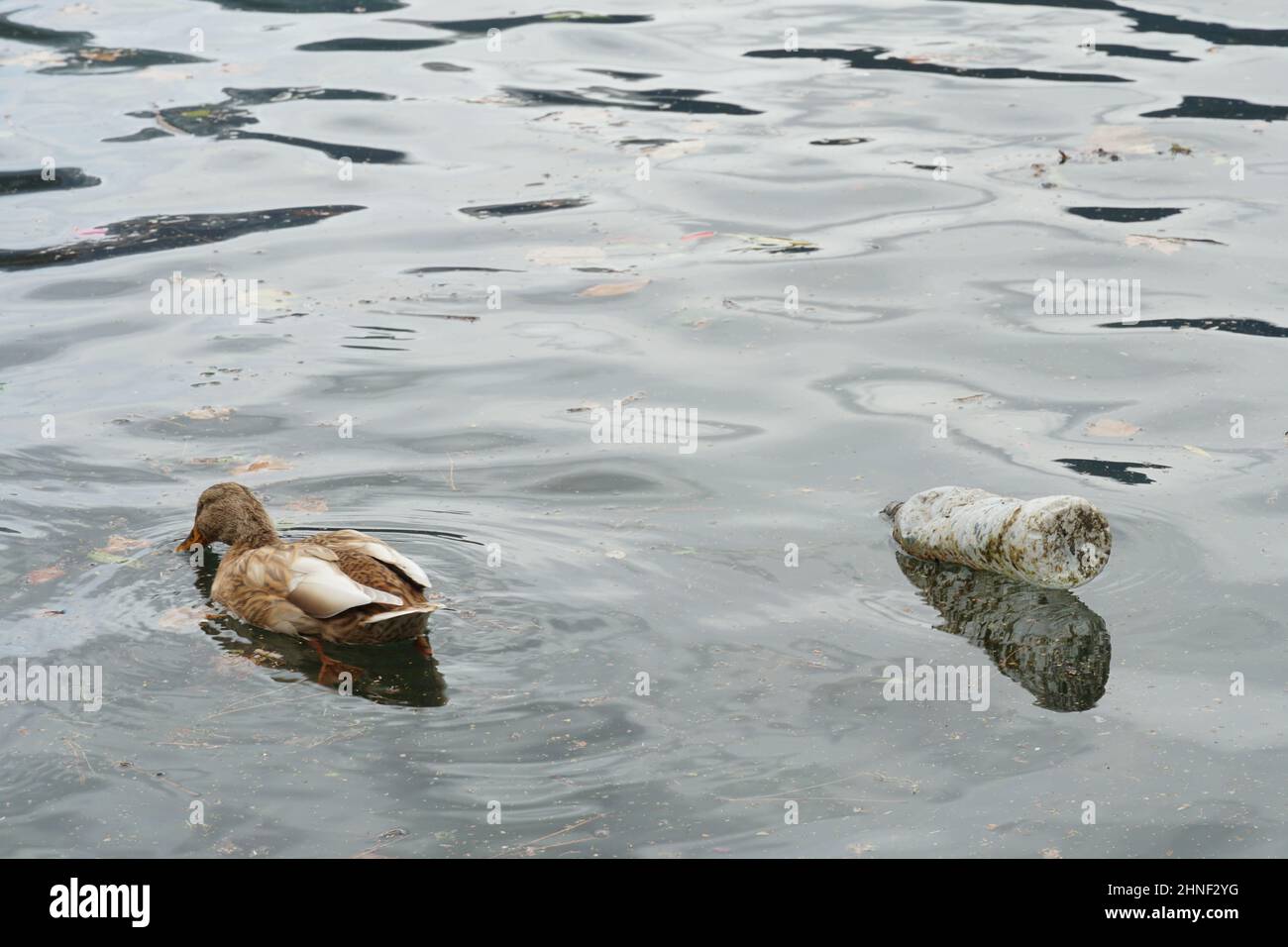 Plastic bottle and a duck float on water surface of a lake in ...