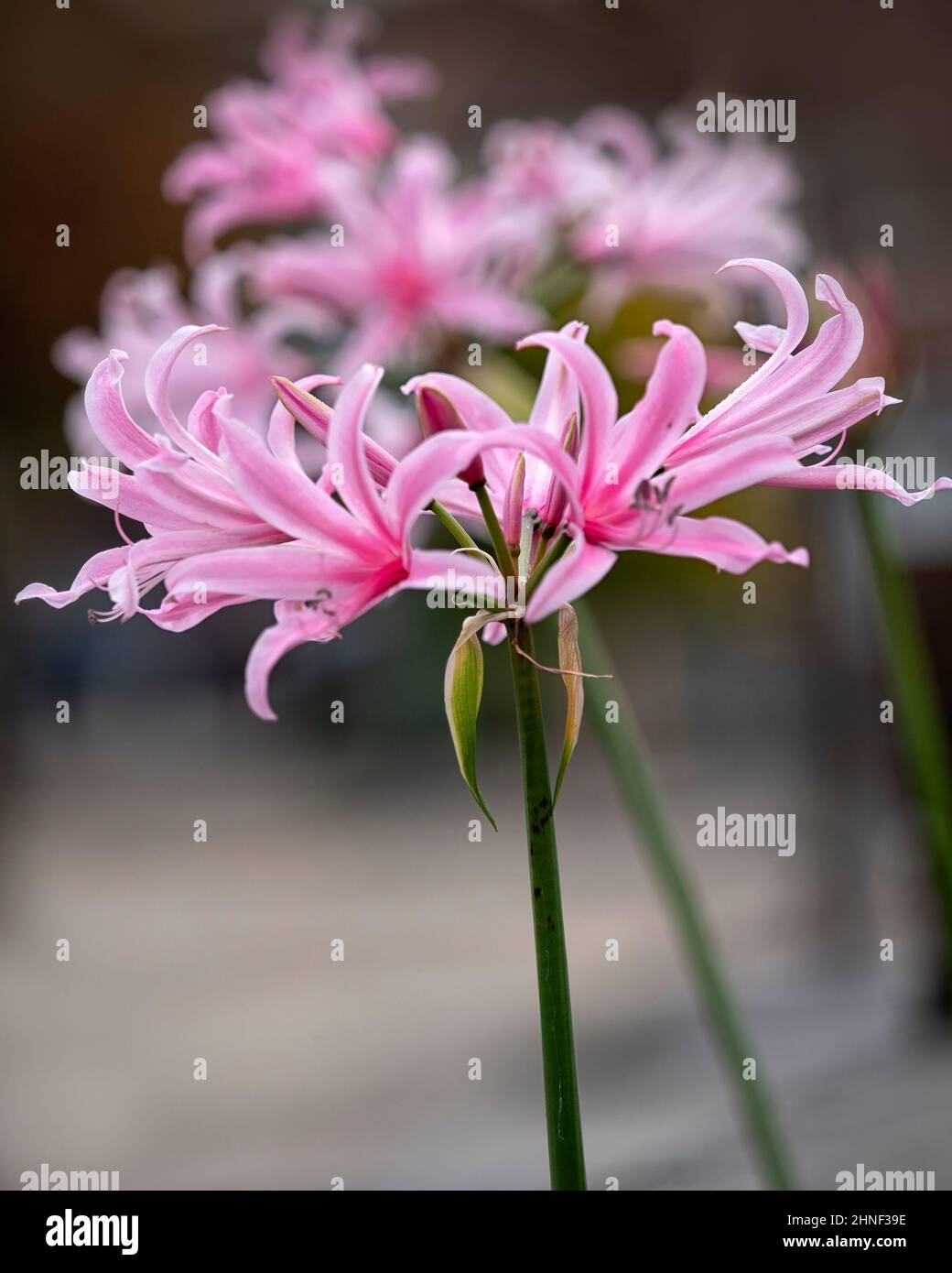 Closeup of flowers of Nerine bowdenii in a garden in autumn Stock Photo ...