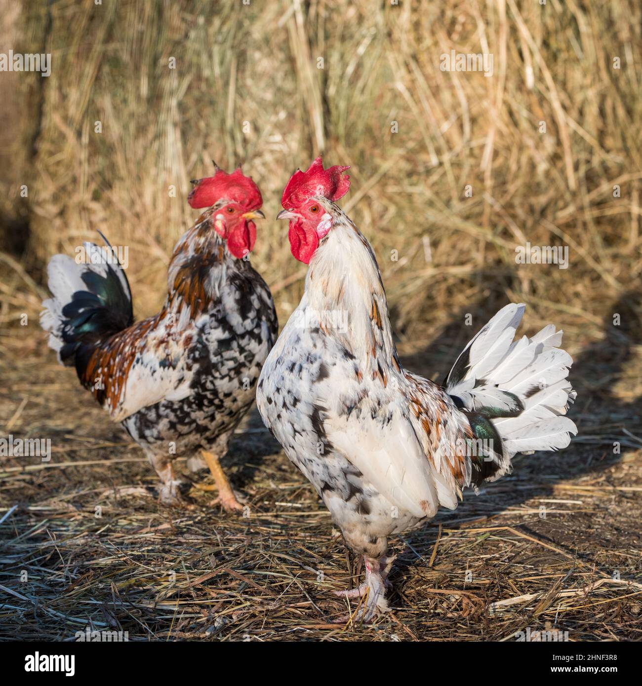 Rooster outside in the village on nature Stock Photo - Alamy