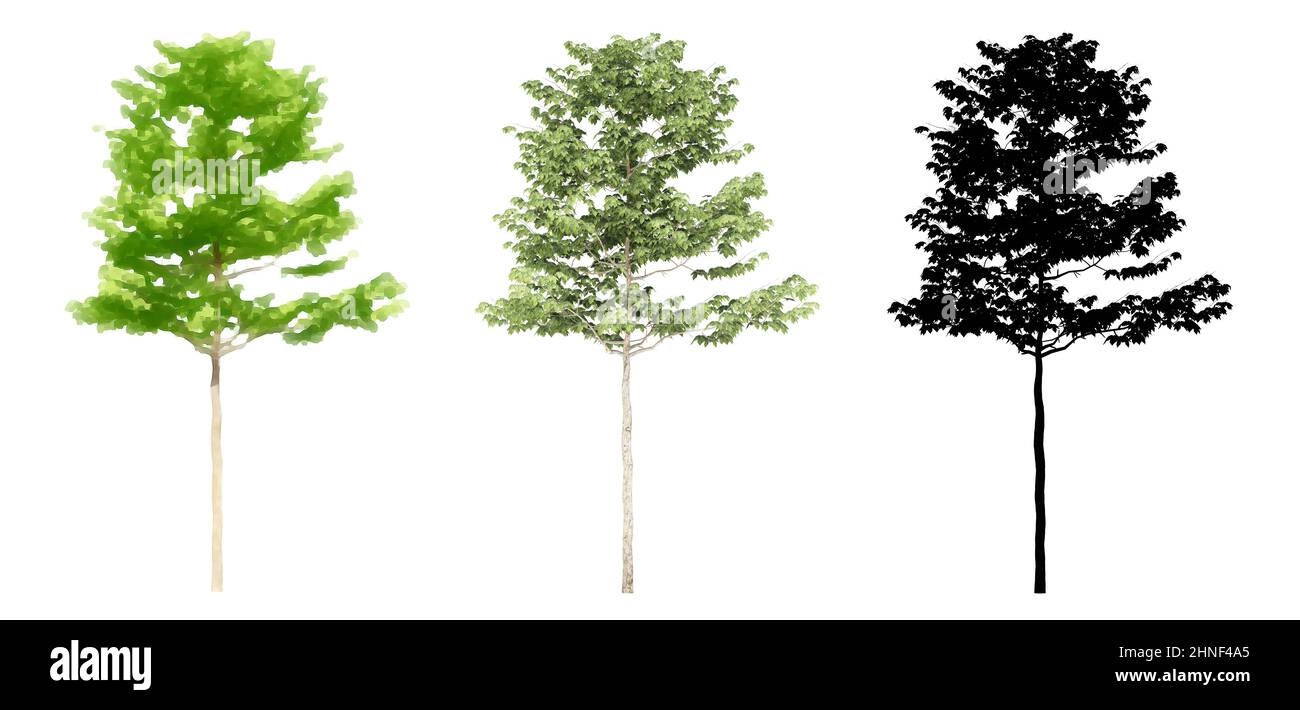 Set or collection of American Sycamore trees, painted, natural and as a ...