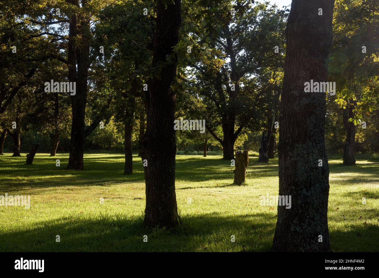 Grass under trees with sunlight Stock Photo - Alamy