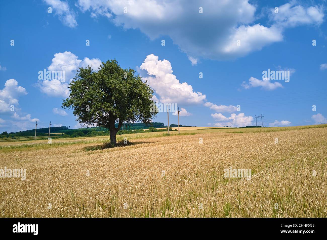 Aerial landscape view of one green tree growing between cultivated ...