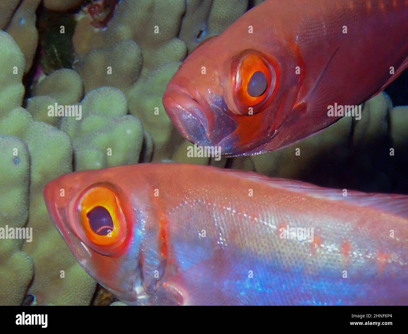 A Lunar Bigeye (Priacanthus hamrur) in the Red Sea, Egypt Stock Photo ...