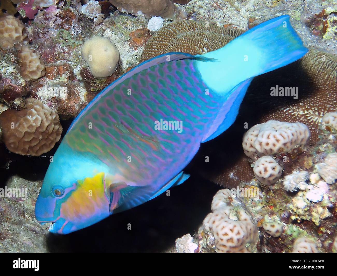 Rusty parrot fish hi-res stock photography and images - Alamy