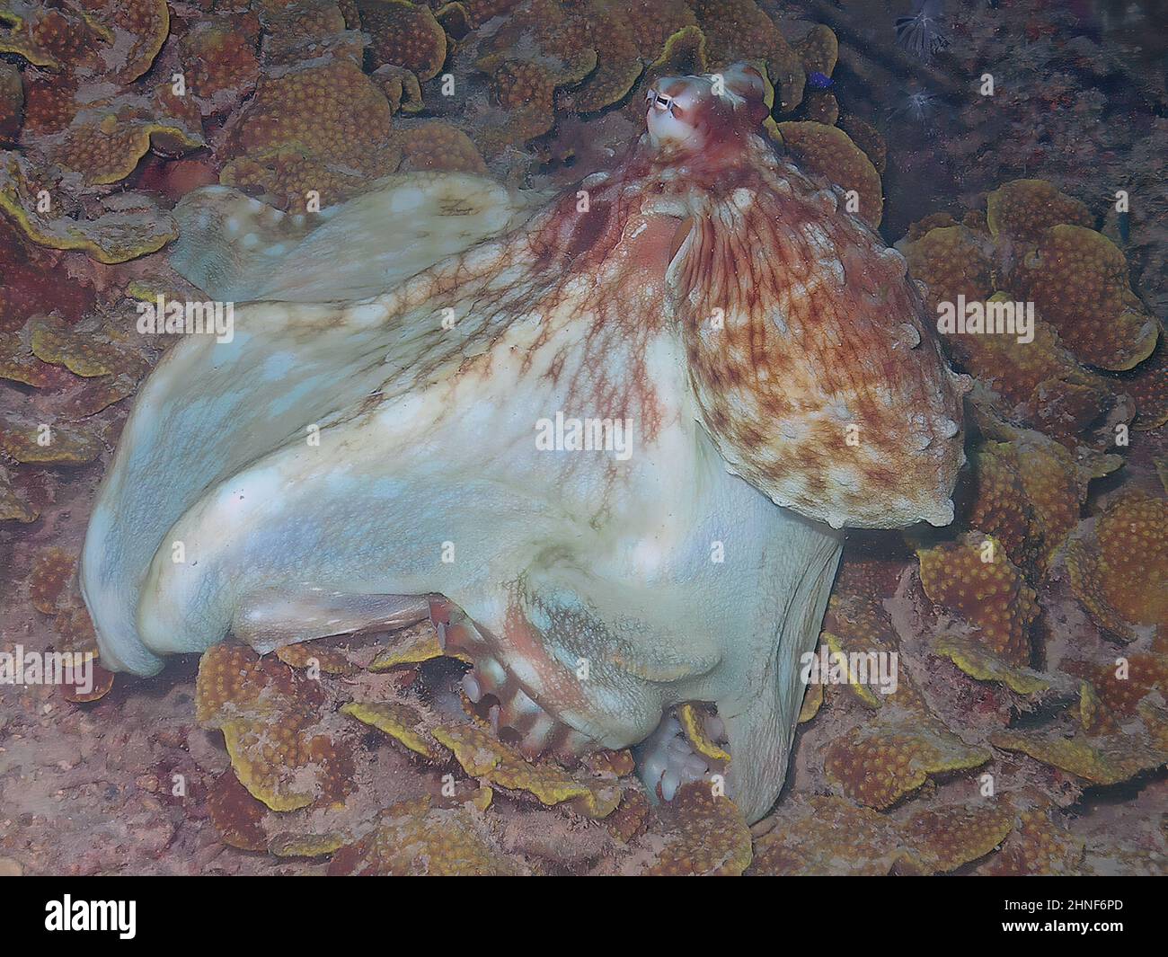A Day Octopus (Octopus cyanea) in the Red Sea, Egypt Stock Photo - Alamy