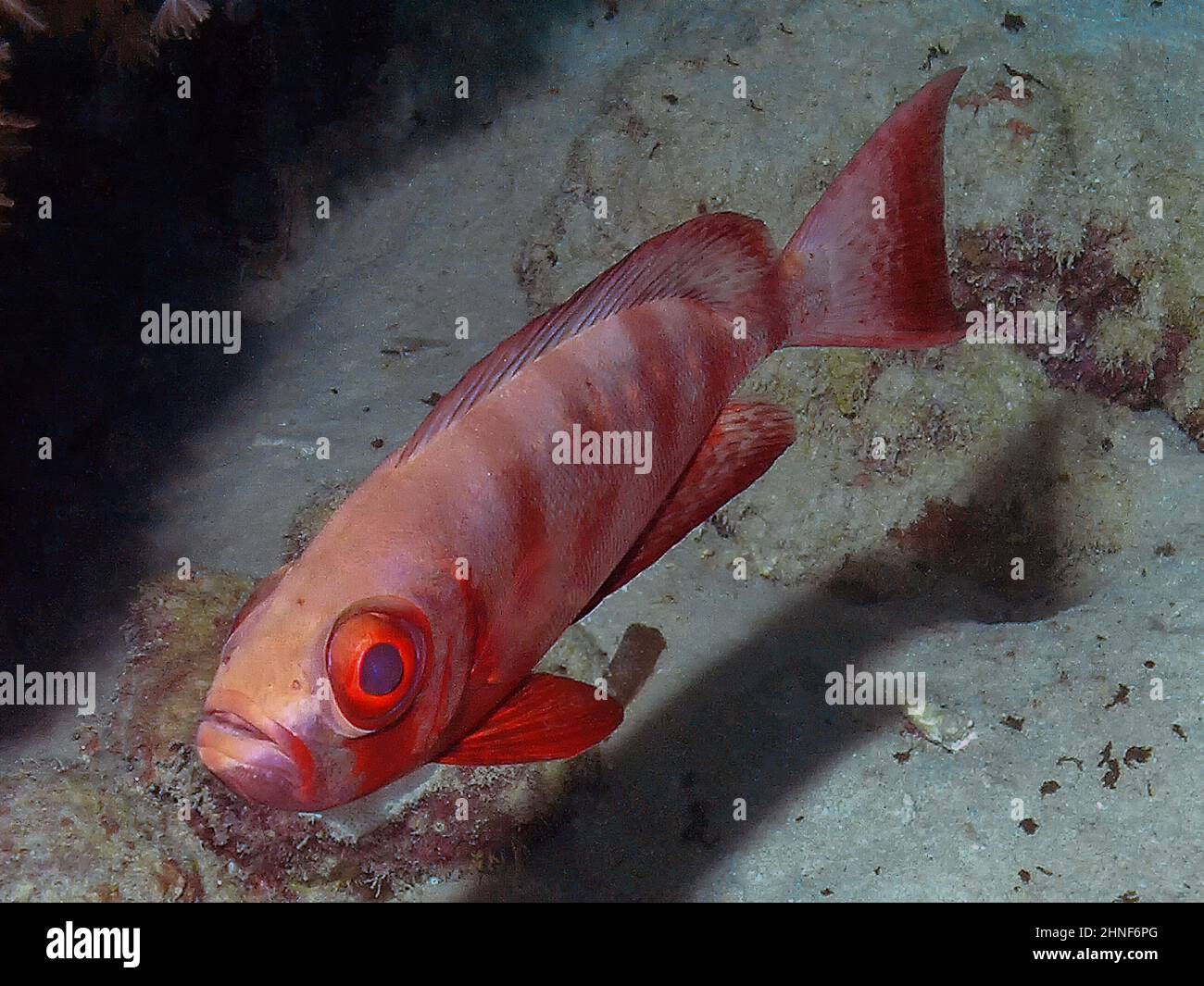 A Lunar Bigeye (Priacanthus hamrur) in the Red Sea, Egypt Stock Photo ...