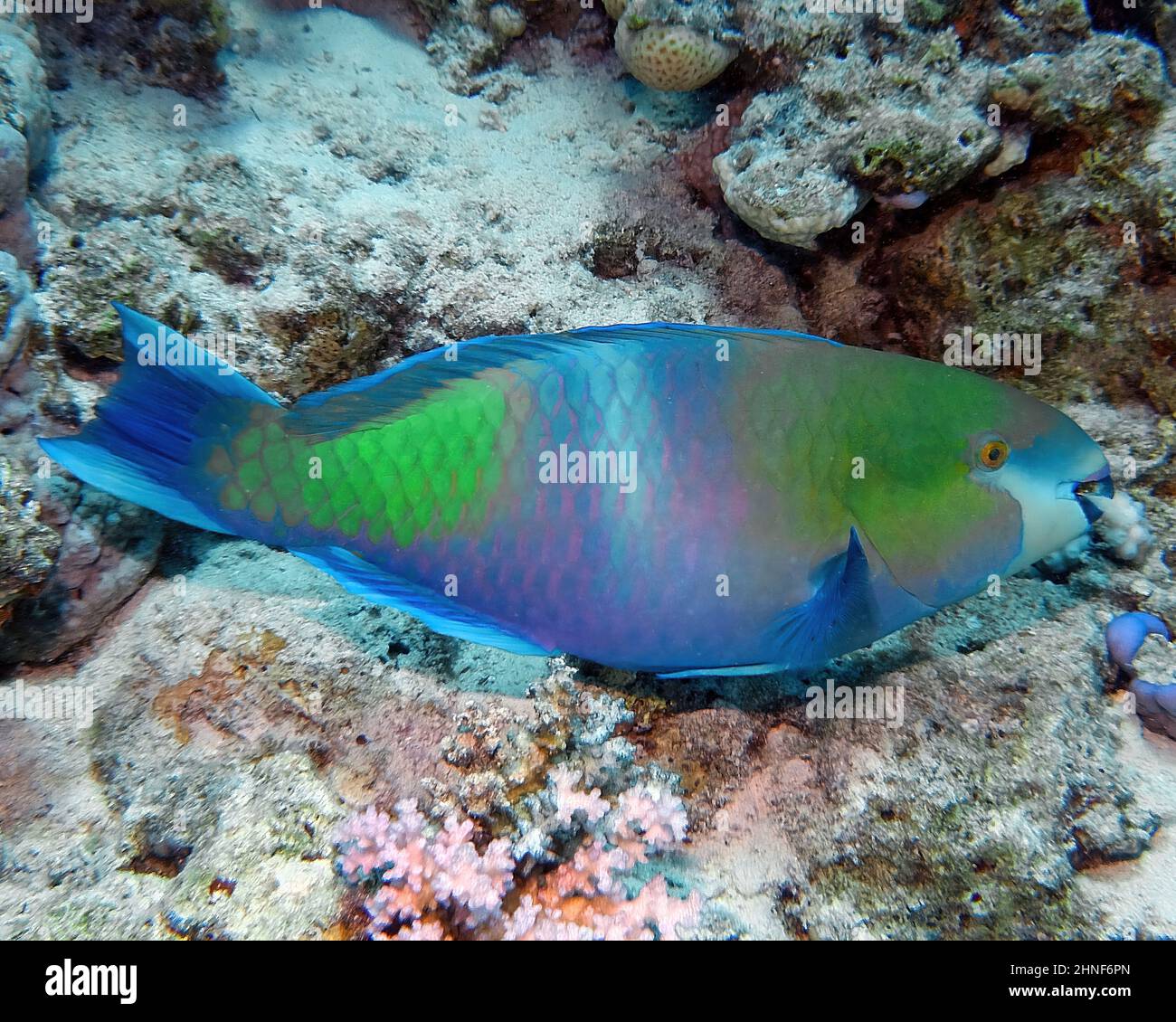 A Rusty Parrotfish (Scarus ferrugineus) in the Red Sea, Egypt Stock ...