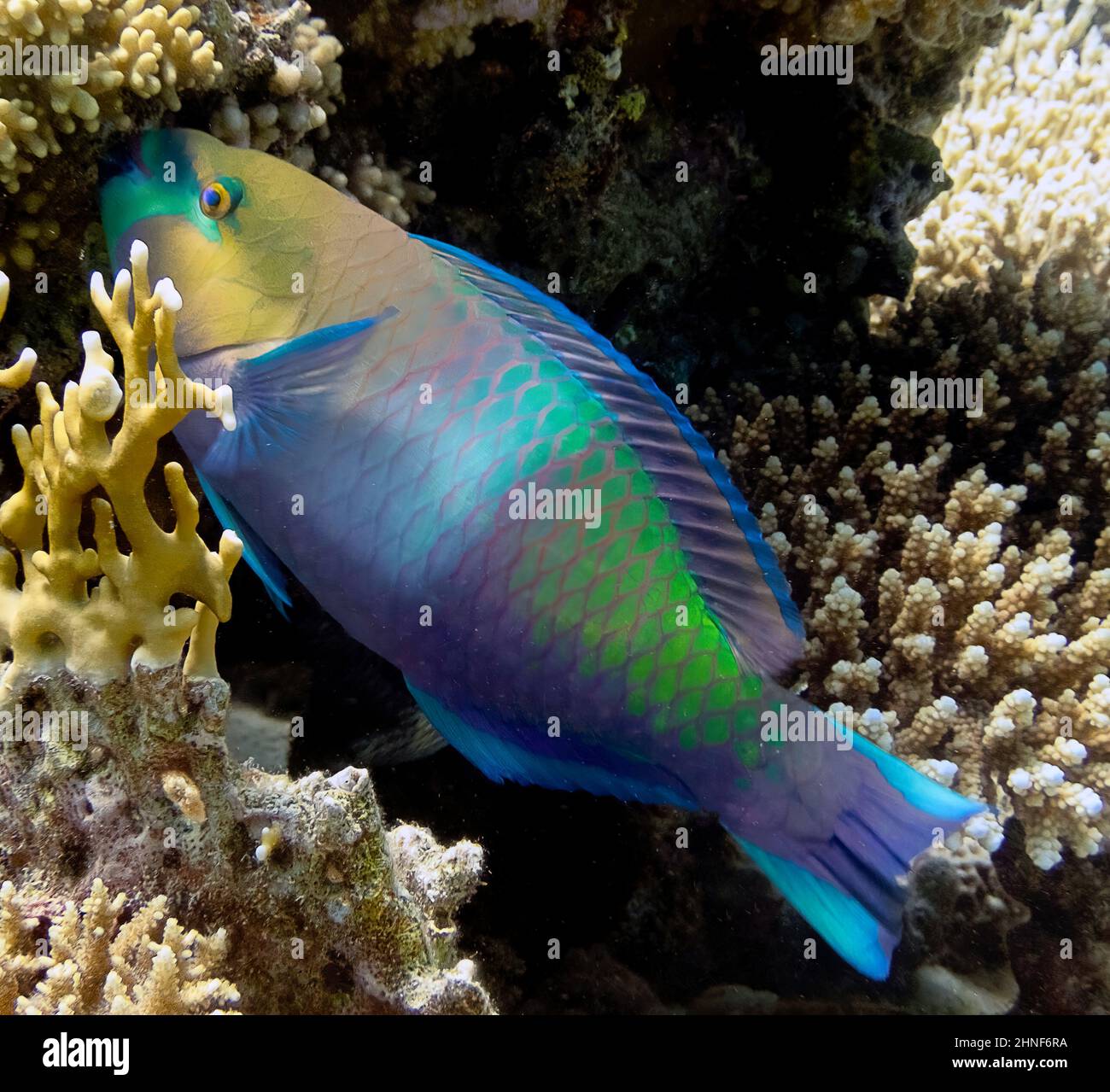 Parrot fish maldives hi-res stock photography and images - Alamy