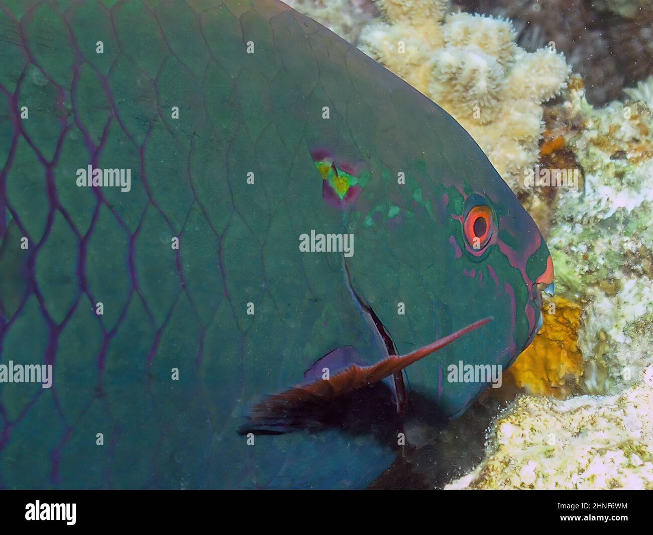 A Daisy Parrotfish (Chlorurus sordidus) in the Red Sea, Egypt Stock ...