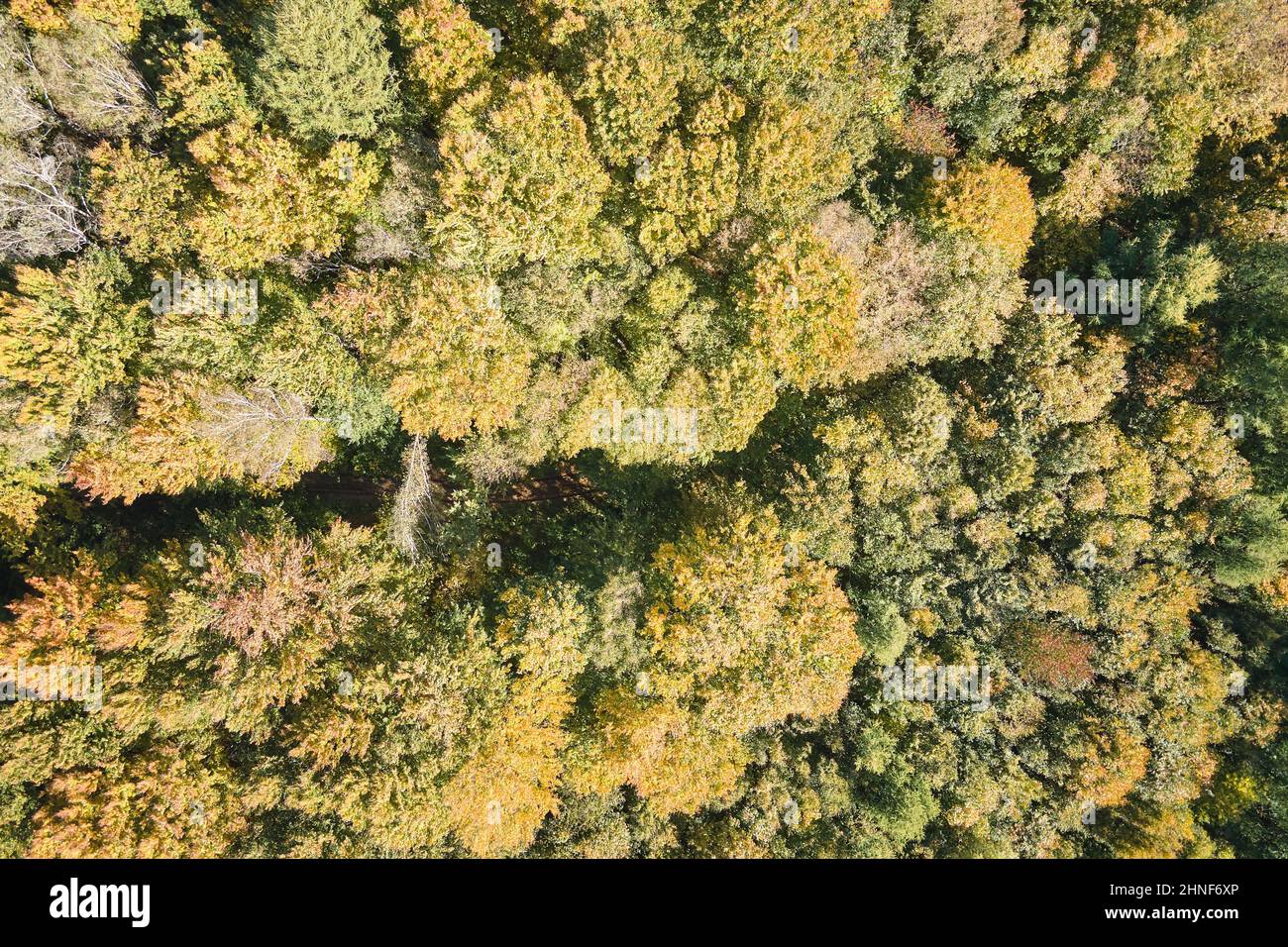 Aerial view of lush forest with green and yellow trees canopies in ...