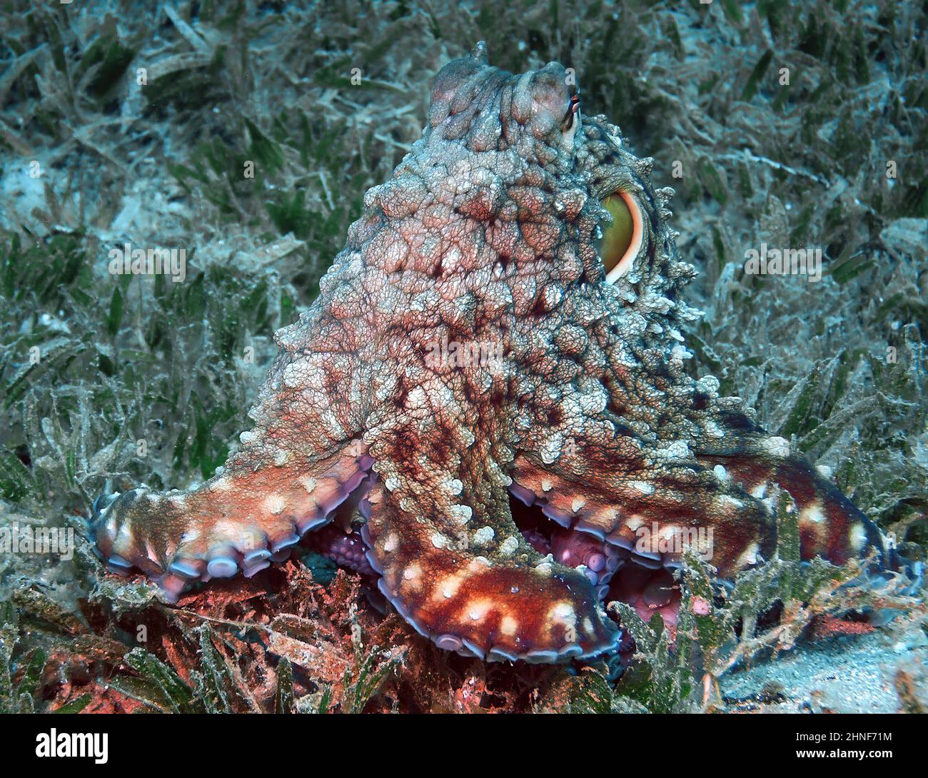 A Day Octopus (Octopus cyanea) in the Red Sea, Egypt Stock Photo - Alamy