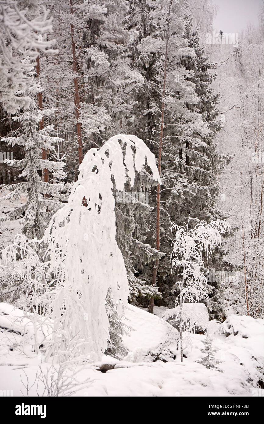 Majestic winter forest. Russia, Karelia, cold and snowy weather Stock ...