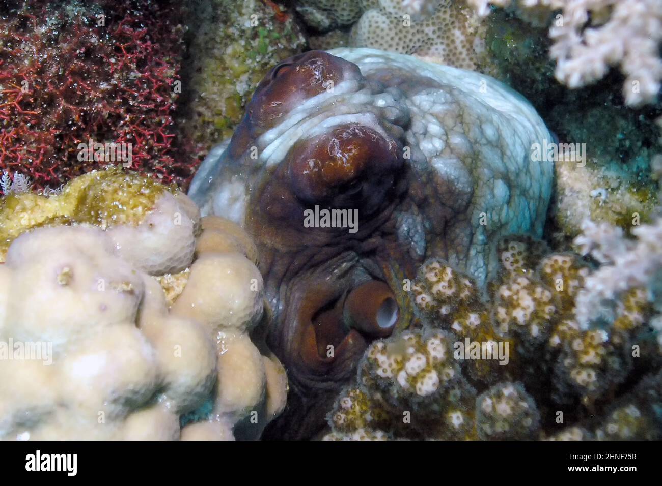 A Day Octopus (Octopus cyanea) in the Red Sea, Egypt Stock Photo - Alamy