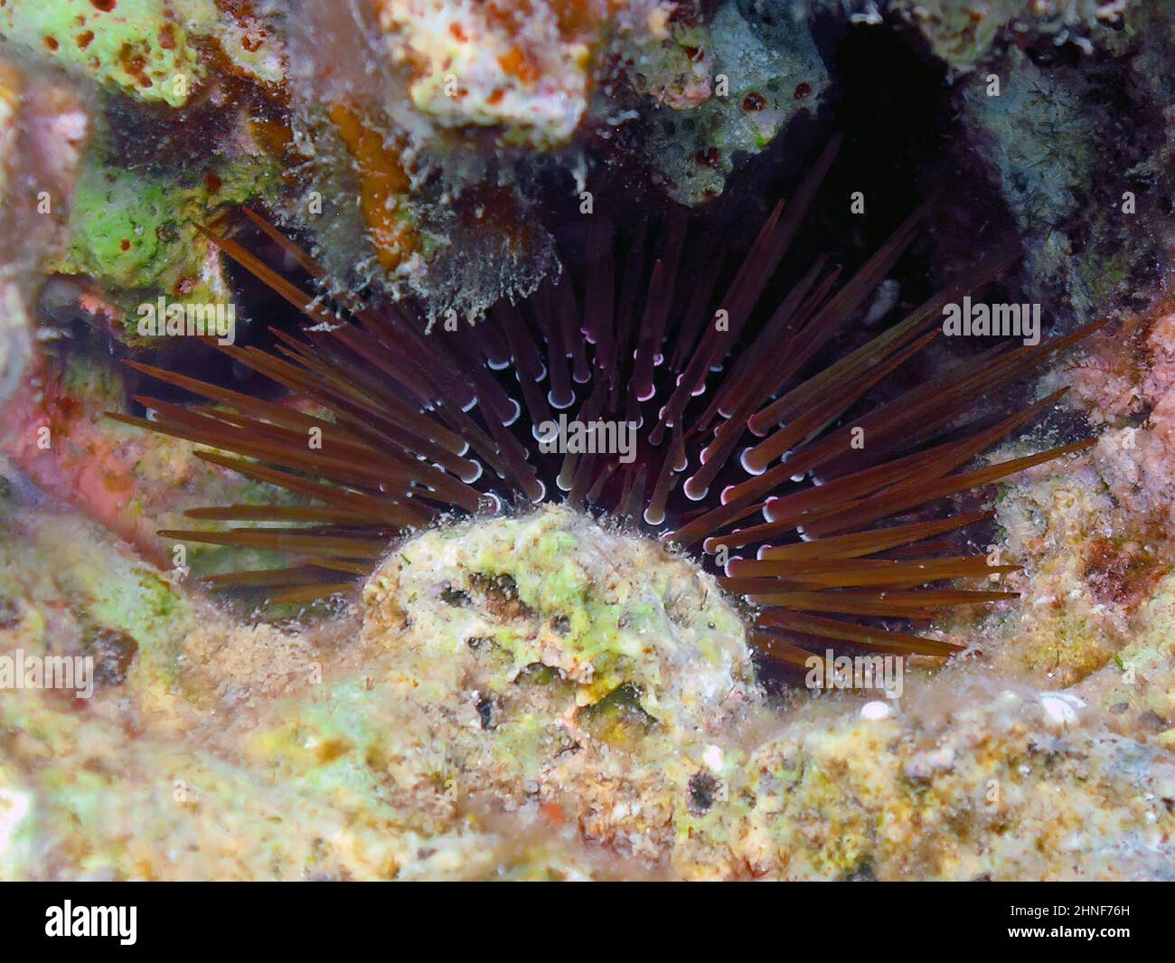 A Slate Pencil Sea Urchin (Eucidaris tribuloides) in the Red Sea, Egypt ...