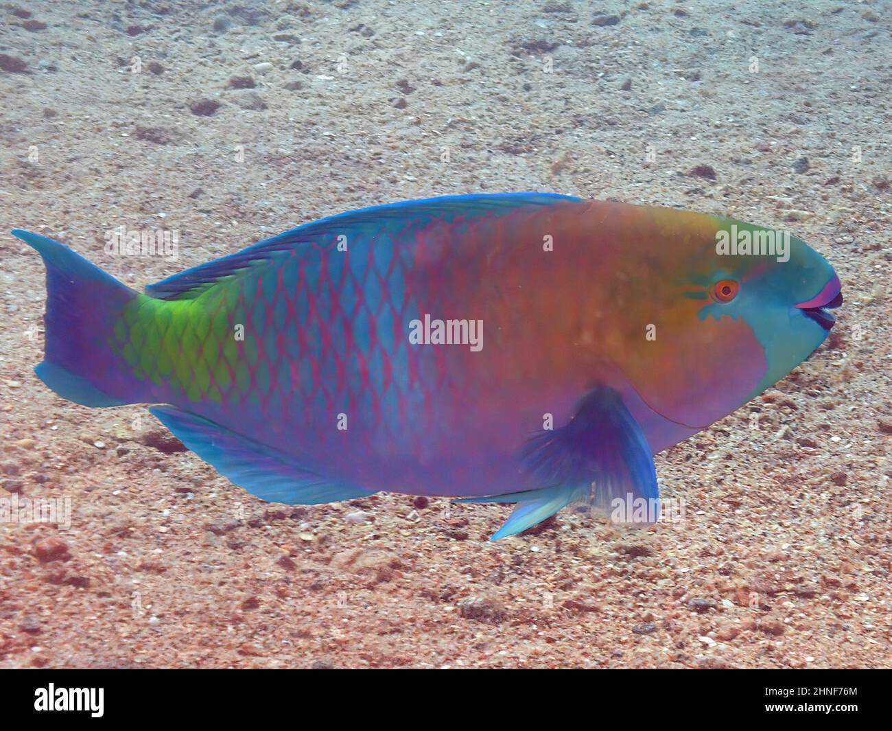 A Rusty Parrotfish (Scarus ferrugineus) in the Red Sea, Egypt Stock ...