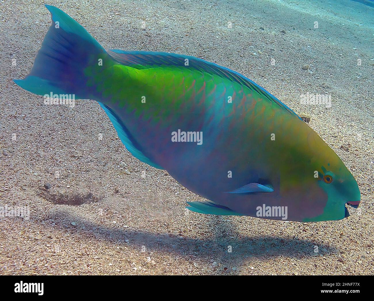 A Rusty Parrotfish (Scarus ferrugineus) in the Red Sea, Egypt Stock ...