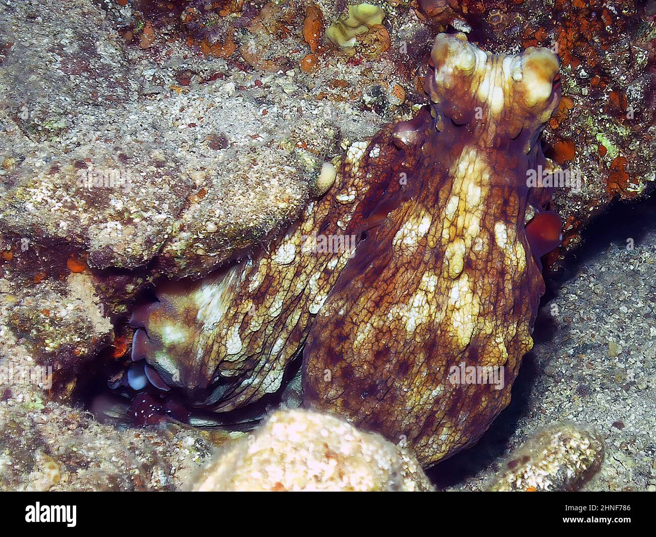A Day Octopus (Octopus cyanea) in the Red Sea, Egypt Stock Photo - Alamy