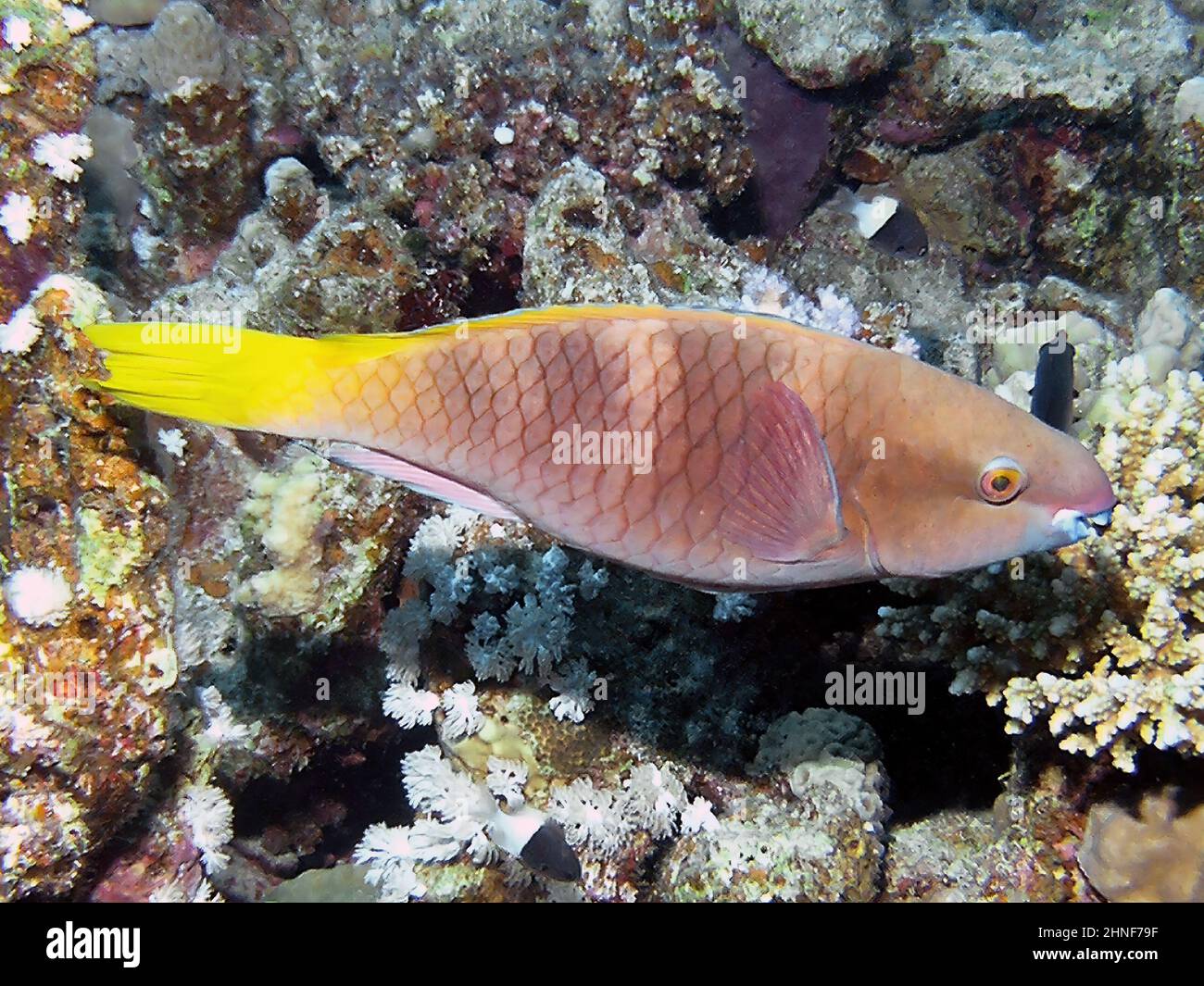 A female Rusty Parrotfish (Scarus ferrugineus) in the Red Sea Stock ...