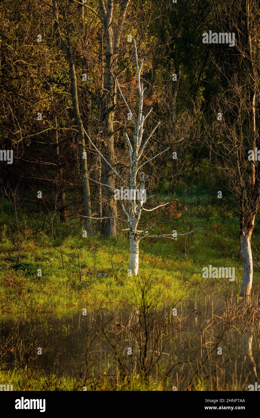 Birch punishment hi-res stock photography and images - Alamy