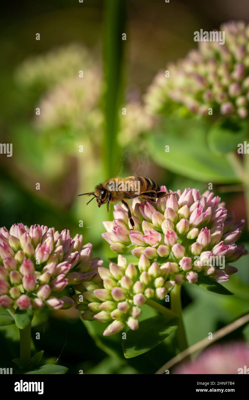 Honeybee taking off from hi-res stock photography and images - Alamy