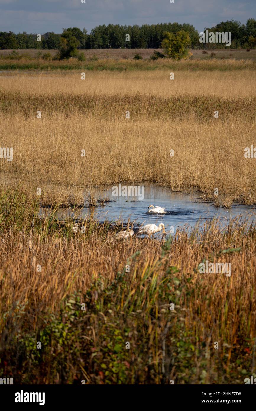 swans in a small wetland pond Stock Photo - Alamy