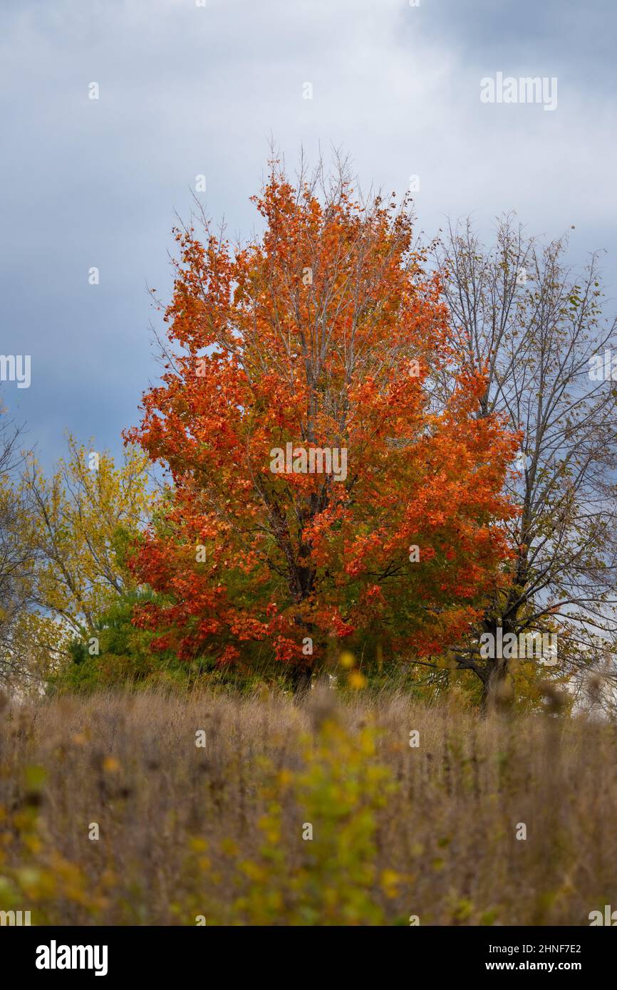autumn maple tree across a field of tall grass Stock Photo - Alamy