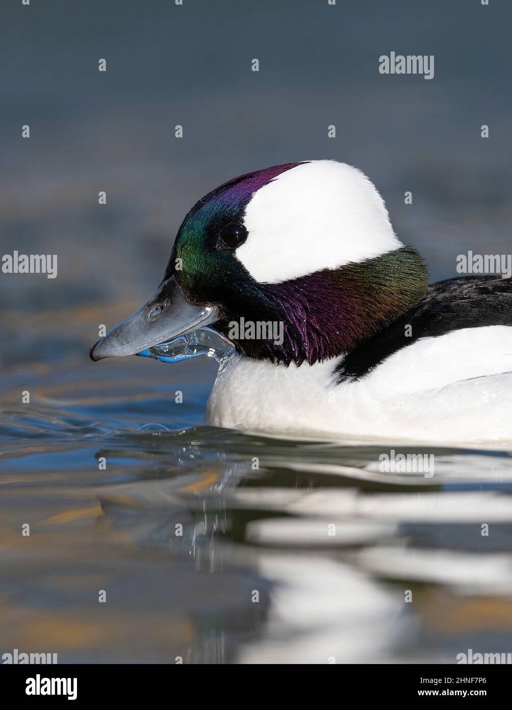 Drake and hen bufflehead hi-res stock photography and images - Alamy