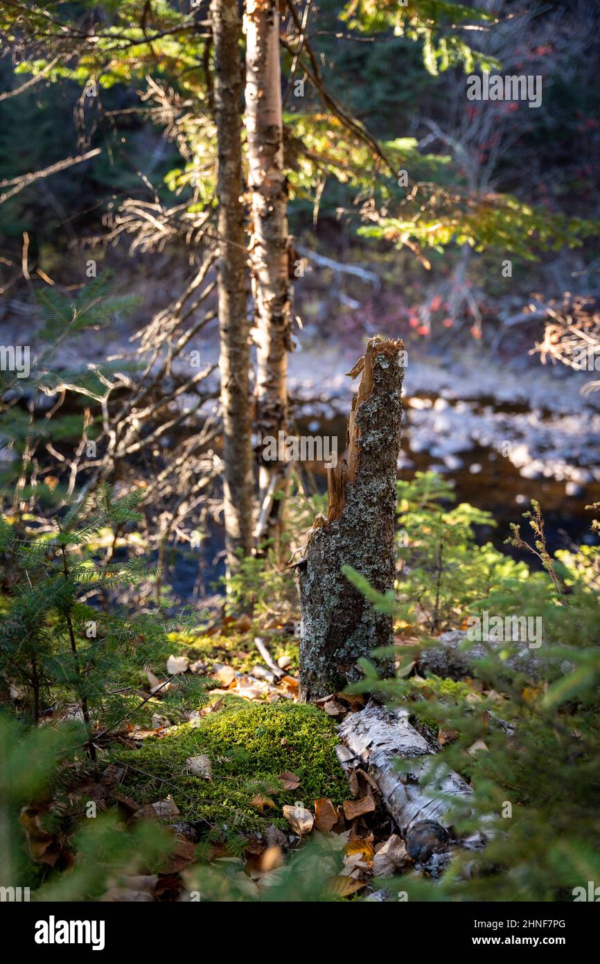 evergreen stump on the trailside Stock Photo - Alamy