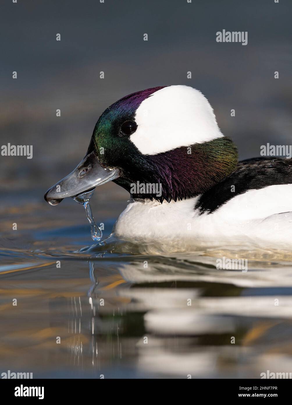 Drake bufflehead hi-res stock photography and images - Alamy