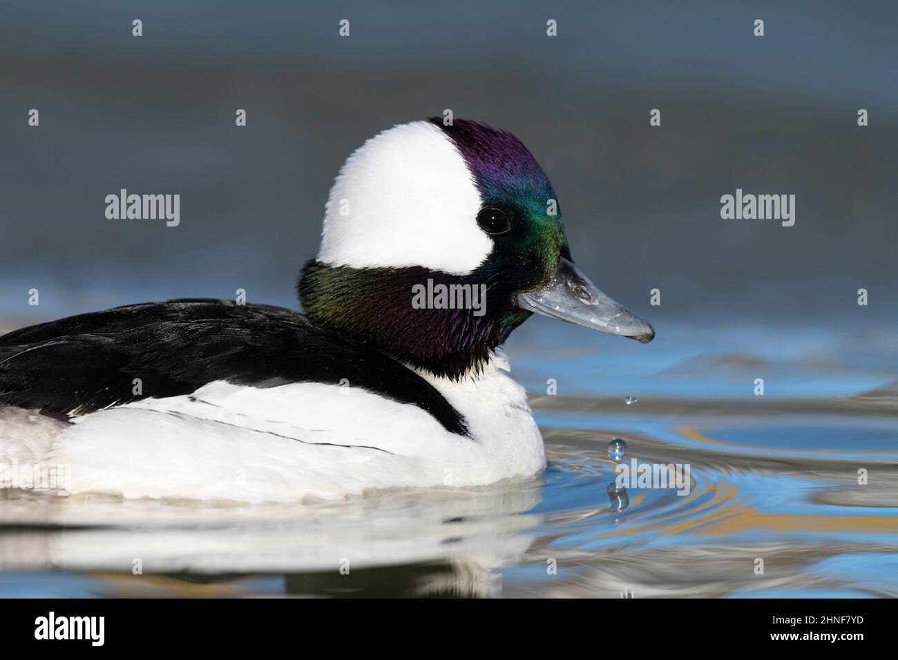 Drake and hen bufflehead hi-res stock photography and images - Alamy