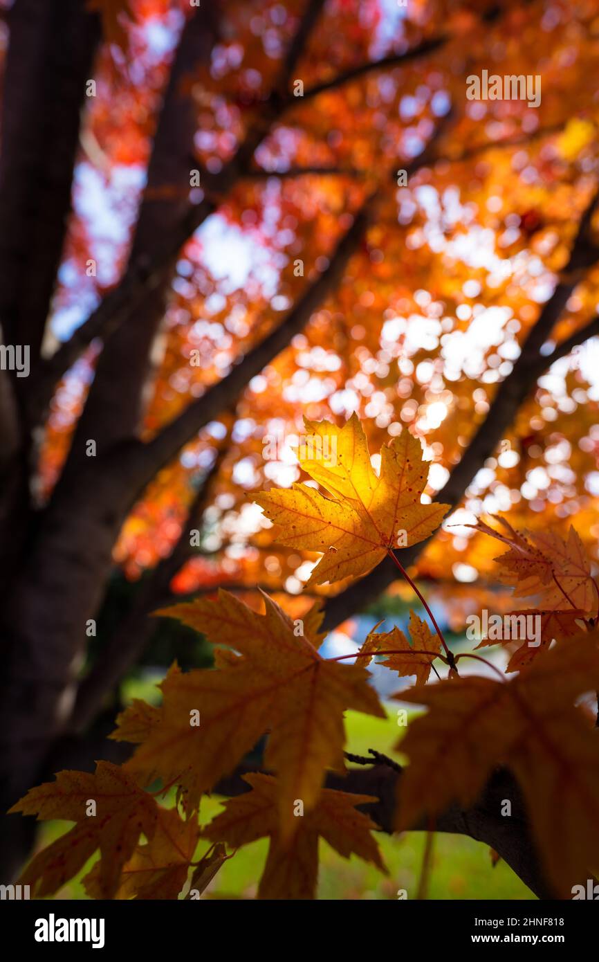 autumn leaves in minnesota Stock Photo - Alamy