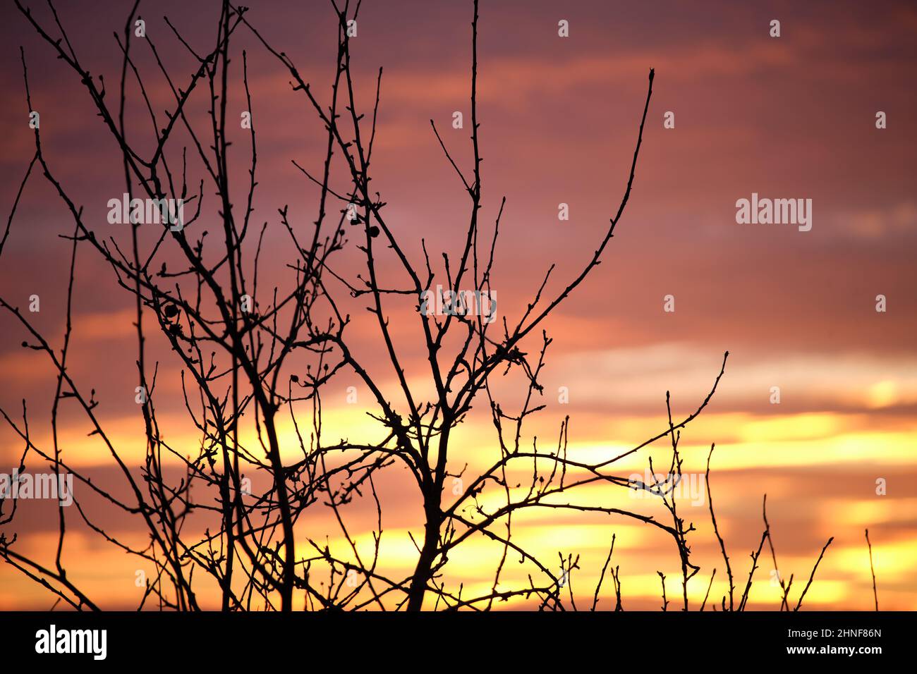 Dark foliage of small trees and bush against bright colorful sunset sky ...
