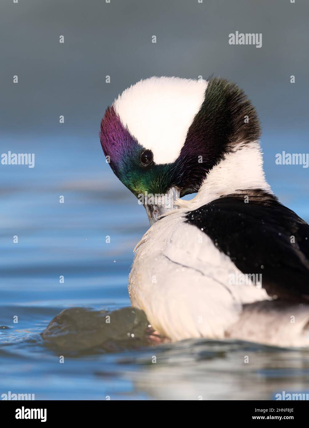 Drake and hen bufflehead hi-res stock photography and images - Alamy