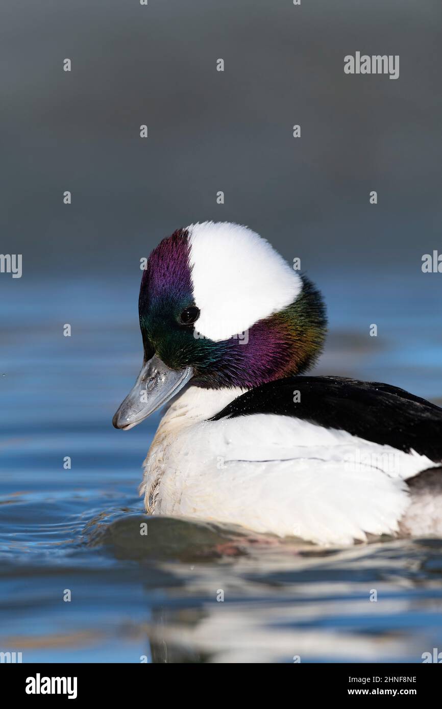Drake and hen bufflehead hi-res stock photography and images - Alamy