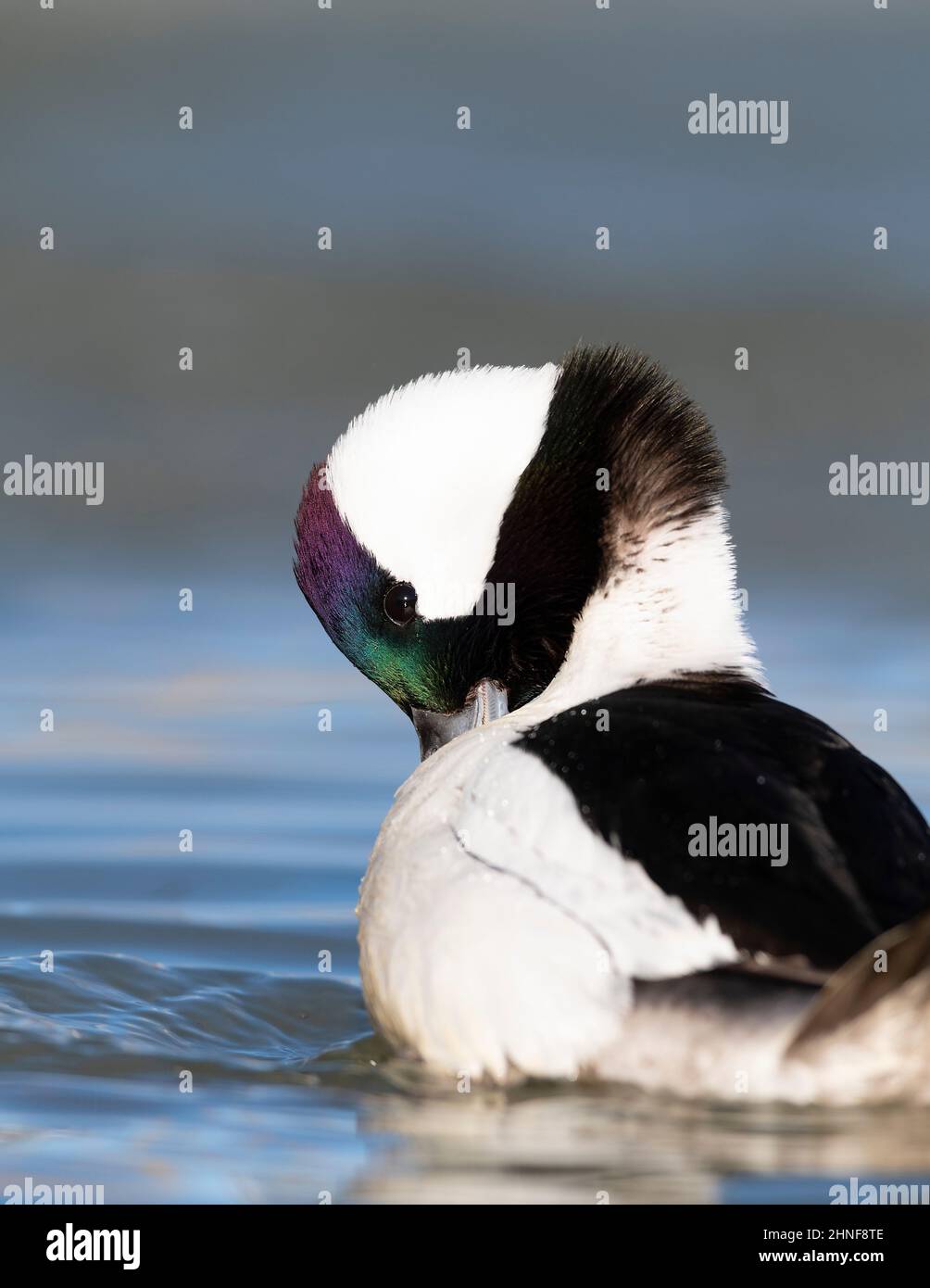 Drake and hen bufflehead hi-res stock photography and images - Alamy