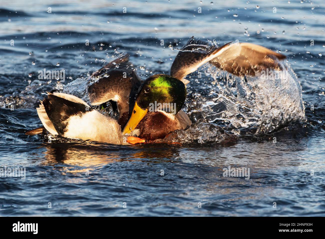 Altercation hi-res stock photography and images - Alamy
