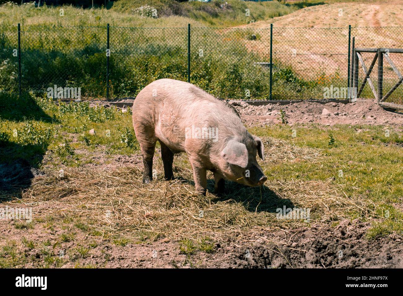 Growing animals hi-res stock photography and images - Alamy