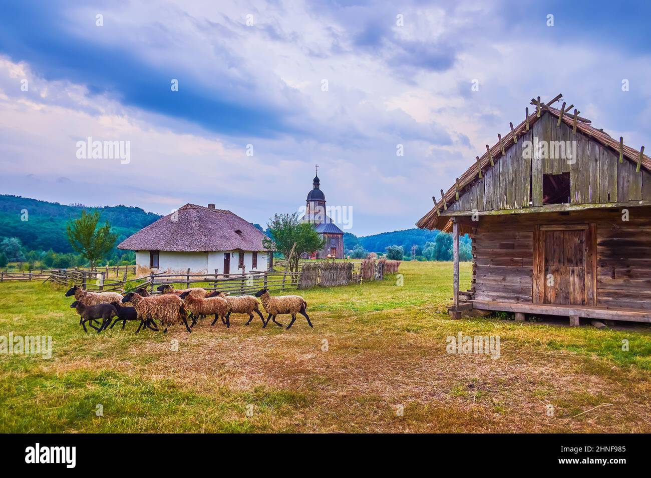 Panorama of Cossack Village Scansen with herd of grazing sheep on the ...