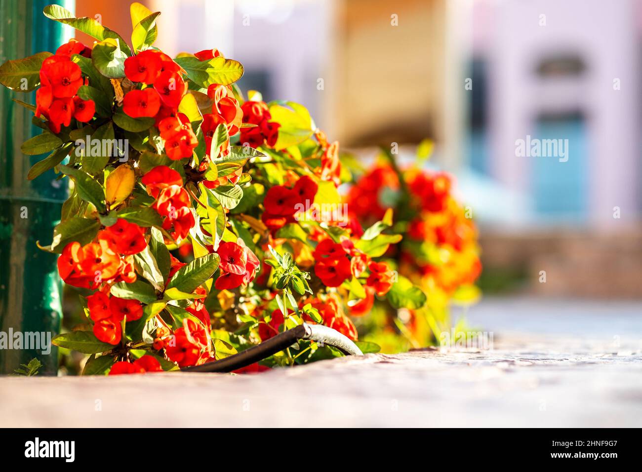 Red small decorative flowers with sharp spikes on tall stems growing in ...