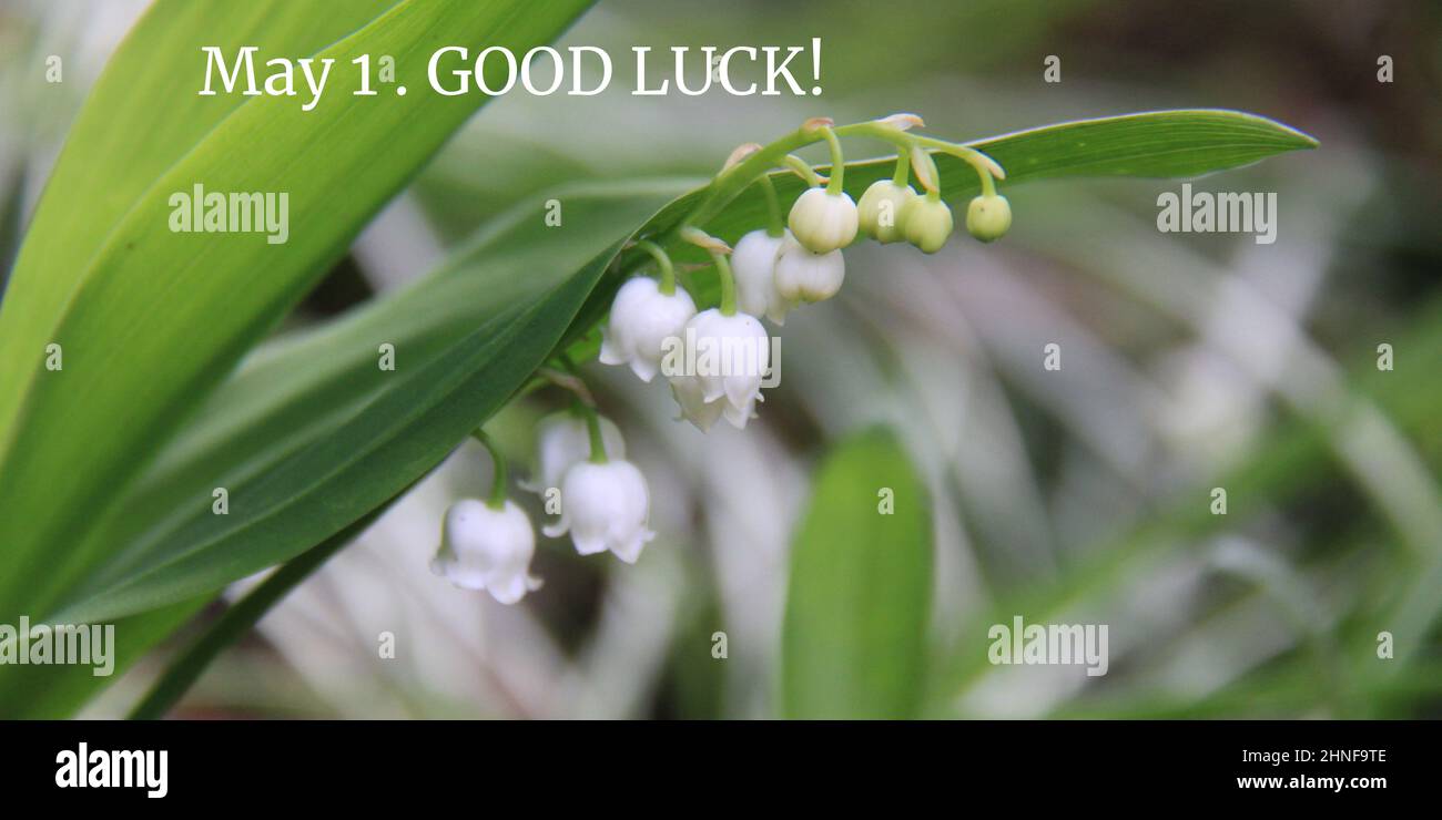 French tradition May 1 Labor Day in France Stock Photo - Alamy