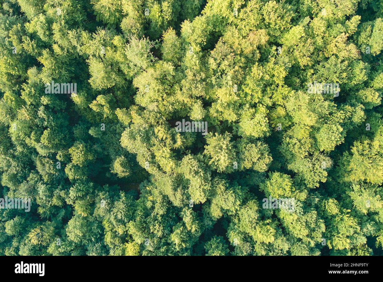 Top down flat aerial view of dark lush forest with green trees canopies ...