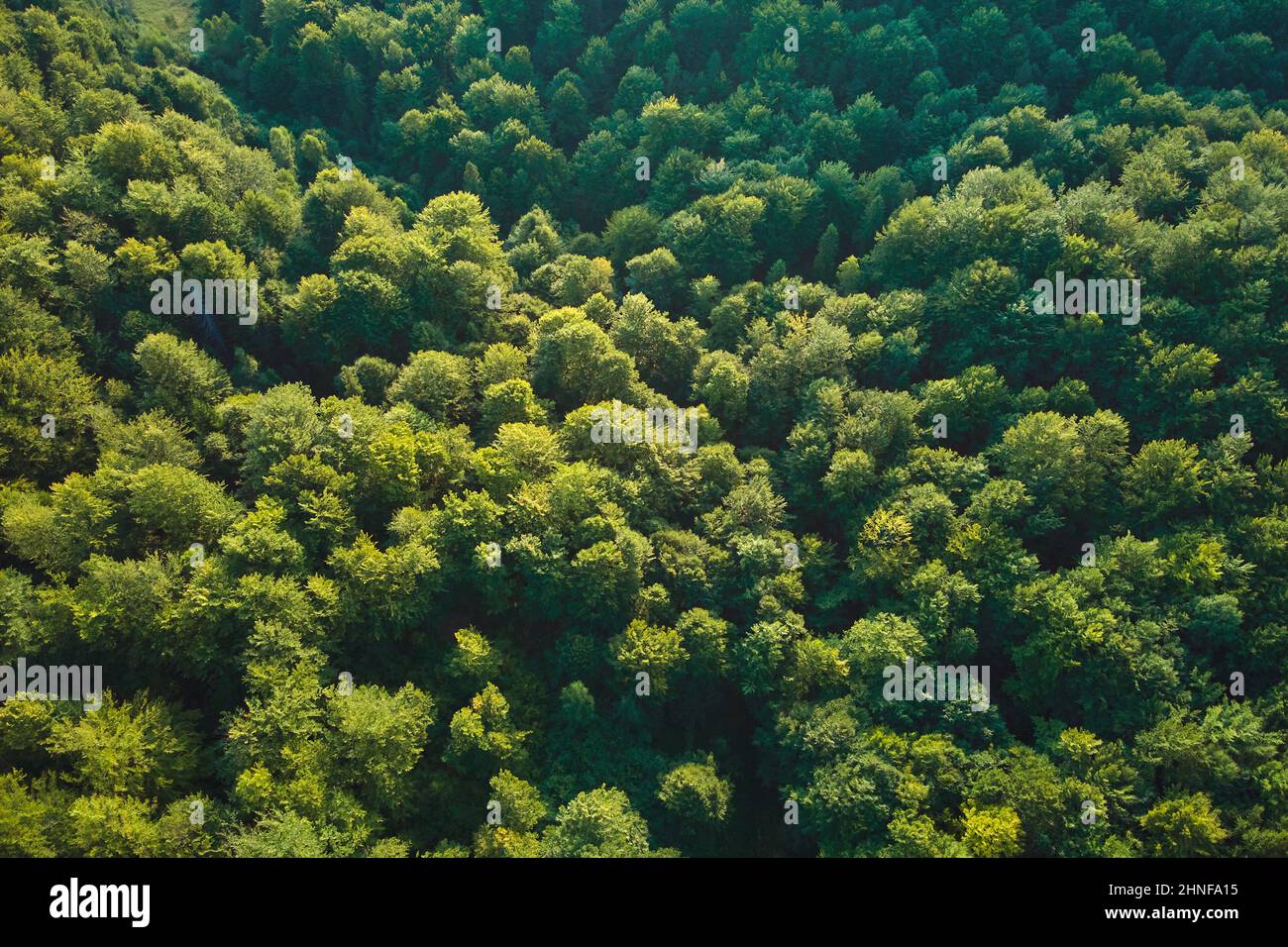 Top down flat aerial view of dark lush forest with green trees canopies ...