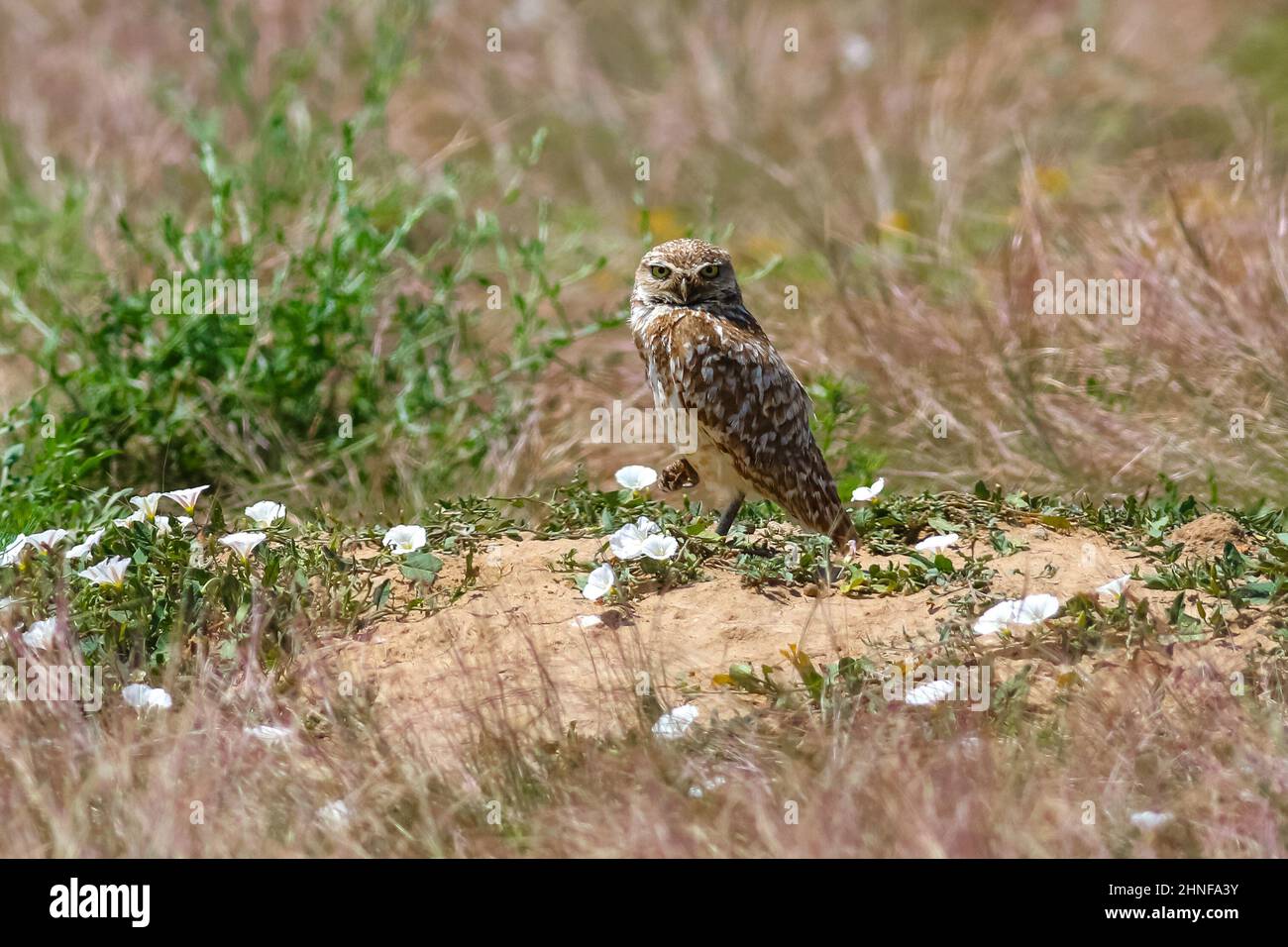A Burrowing Owl standing atop a sandy mound with a raised foot, in a ...