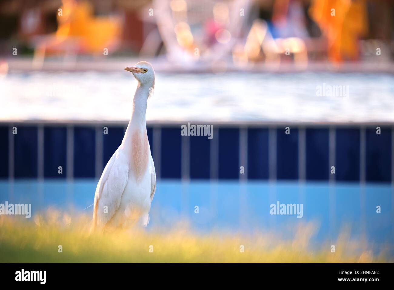 White cattle egret wild bird, also known as Bubulcus ibis walking on ...